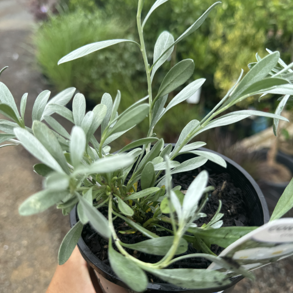 Convolvulus cneorum Silver Bush – Mountain View Nursery
