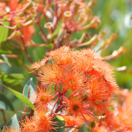 Corymbia ficifolia 'Baby Orange' – Mountain View Nursery