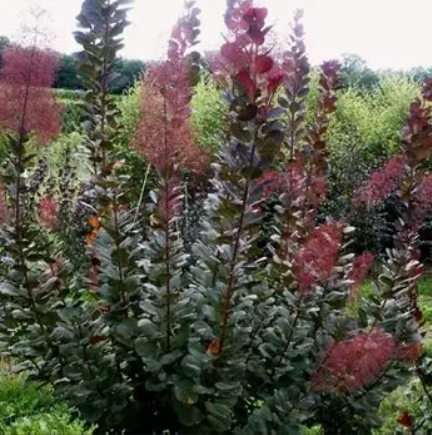 Cotinus coggygria Dusky Maiden Smokebush – Mountain View Nursery