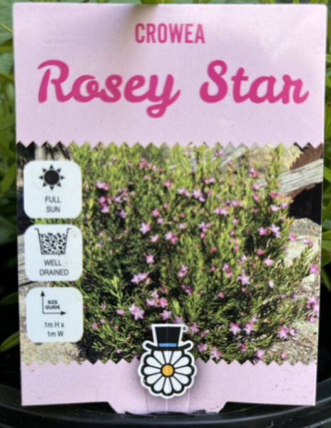 Crowea exalata Rosey Star – Mountain View Nursery