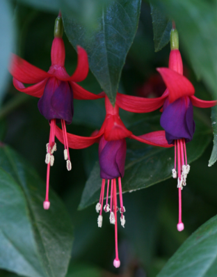 Fuchsia Bella Soila – Mountain View Nursery