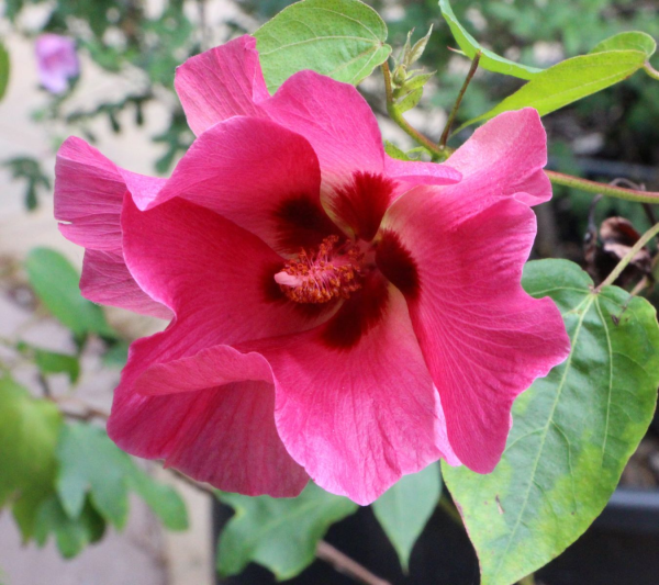 Gossypium Flirtatious – Mountain View Nursery