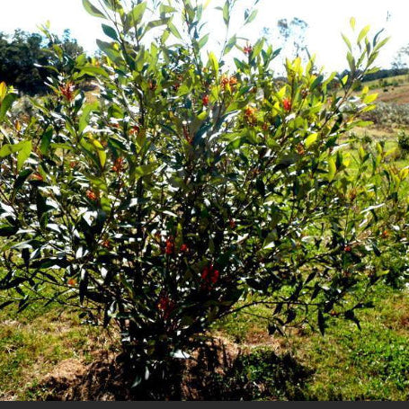 Grevillea Orange Marmalade – Mountain View Nursery