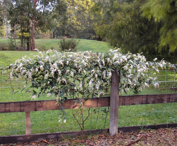 Hardenbergia violacea Edna Walling Snow White – Mountain View Nursery