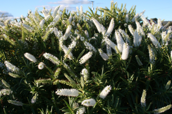 Hebe Snowdrift – Mountain View Nursery
