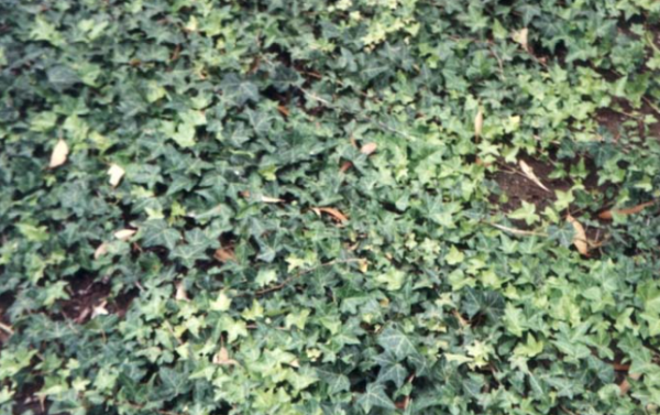 Hedera helix Hahns – Mountain View Nursery