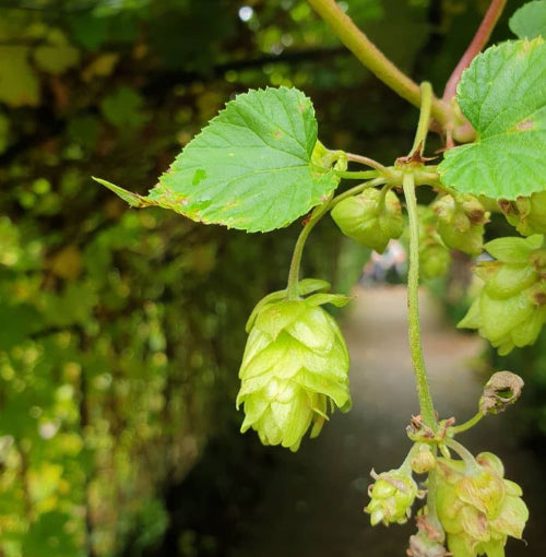 Humulus lupulus Pride of Ringwood (Hops) – Mountain View Nursery
