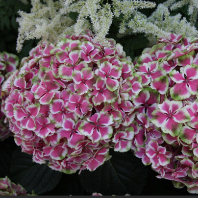 Hydrangea macrophylla Mars – Mountain View Nursery