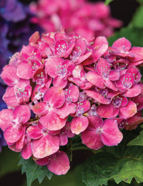 Hydrangea Schroll 'Popcorn Candy' – Mountain View Nursery
