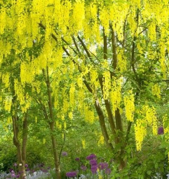 Laburnum x. watereri Vossii Golden Chain Tree – Mountain View Nursery