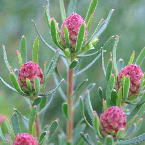 Leucadendron – Mountain View Nursery