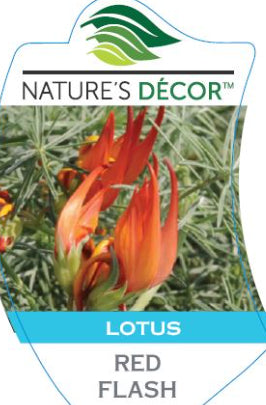 Lotus Red Flash – Mountain View Nursery