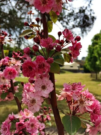 Malus yunnanensis 'Wychwood Ruby' Crab Apple – Mountain View Nursery