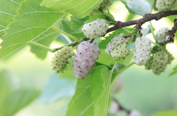Morus alba Unryu Contorted Mulberry – Mountain View Nursery