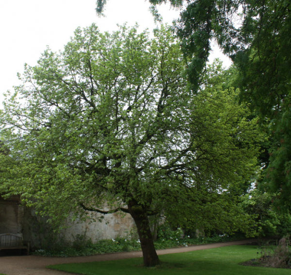 Morus nigra Black English Mulberry – Mountain View Nursery