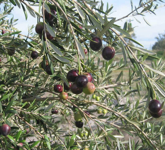 Olea europea Mission {Olive} – Mountain View Nursery