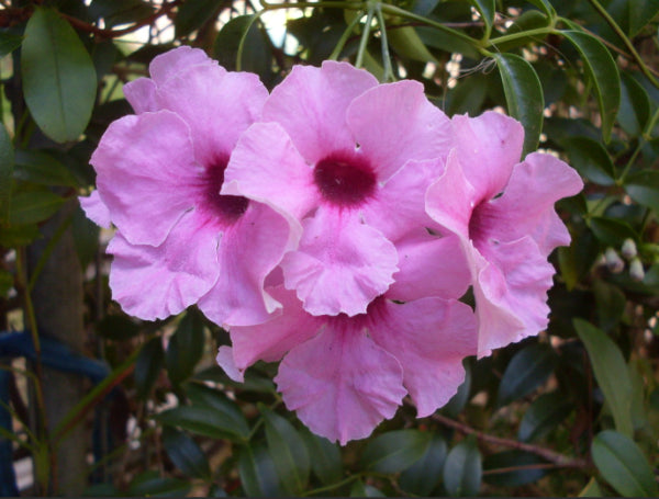 Pandorea jasminoides Pink Magic – Mountain View Nursery