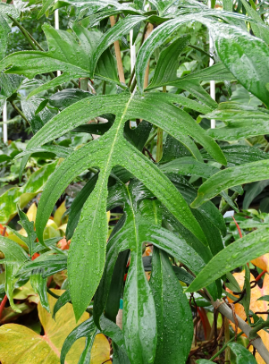 Philodendron quercifolium – Mountain View Nursery