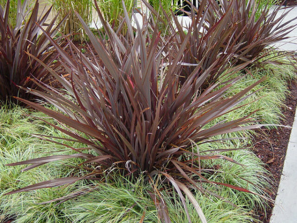 Phormium tenax Anna's Red – Mountain View Nursery