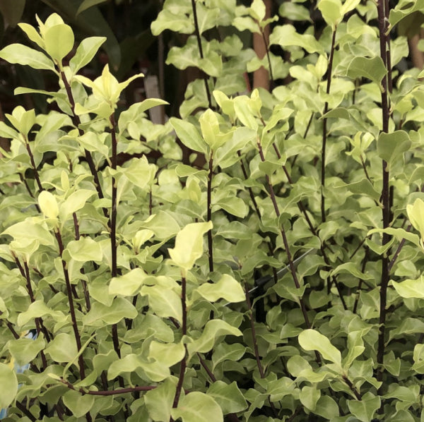 Pittosporum tenuifolium Tasman Ruffles – Mountain View Nursery
