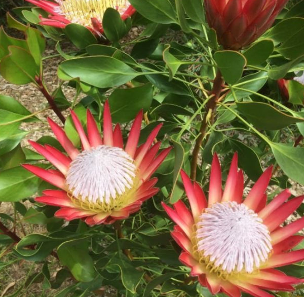Protea 'Madiba' – Mountain View Nursery