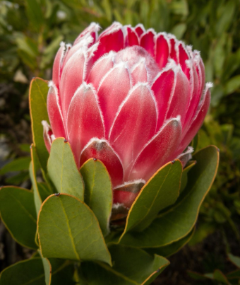 Protea Pink Princess – Mountain View Nursery