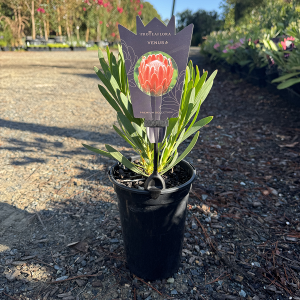 Protea Venus – Mountain View Nursery