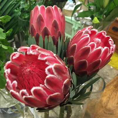 Protea 'Venus' – Mountain View Nursery