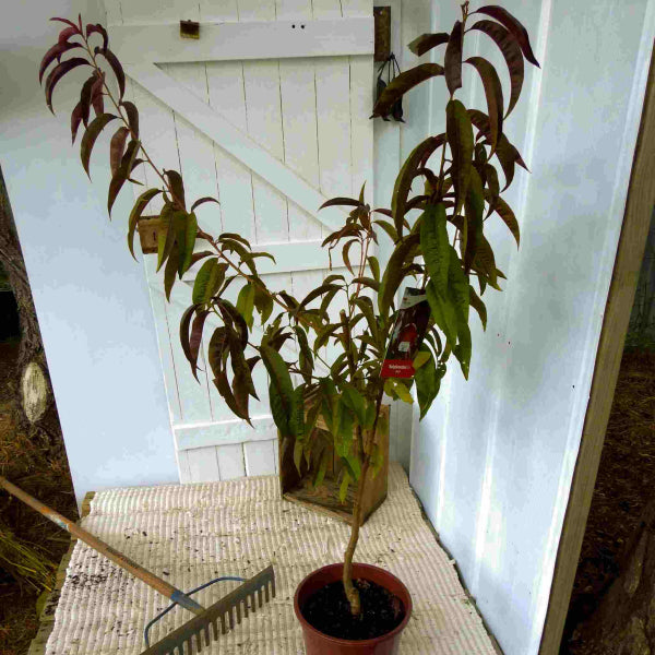 {Peach - Ruby Sensation} Prunus persica – Mountain View Nursery