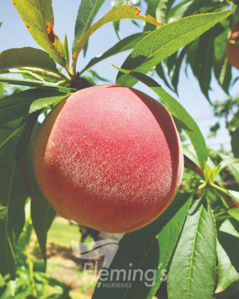 Prunus persica Tropic Beauty (Peach) – Mountain View Nursery