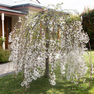 Falling Snow Weeping Cherry Grafted – Mountain View Nursery