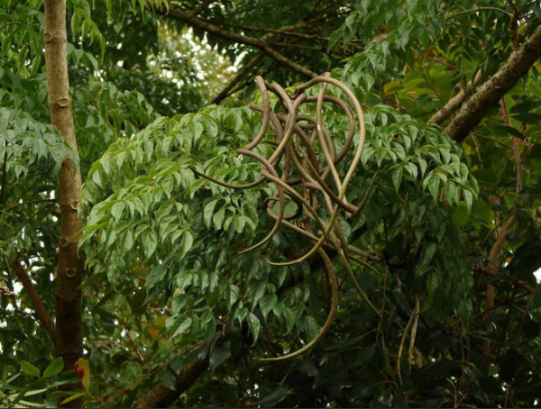 Radermachera sinica – Mountain View Nursery