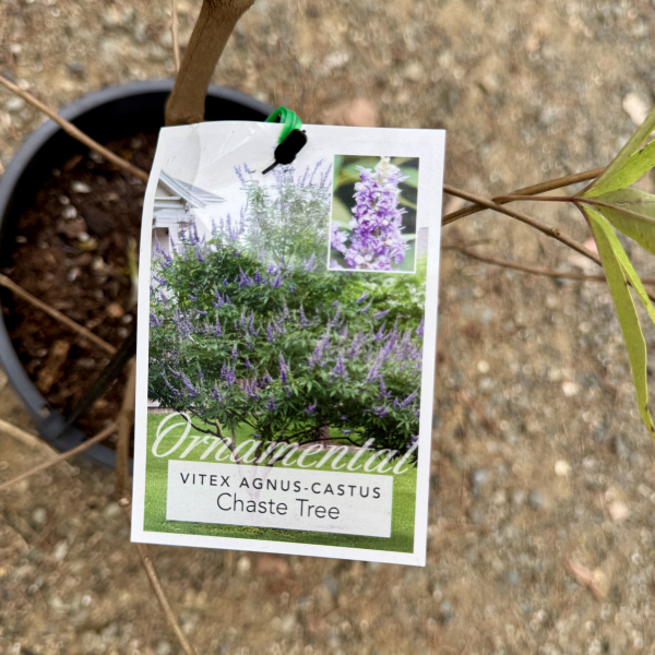 Vitex agnus-castus {Chaste Tree} – Mountain View Nursery