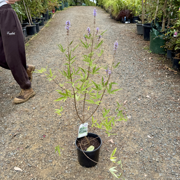 Vitex agnus-castus {Chaste Tree} – Mountain View Nursery