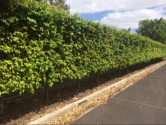 Waterhousia floribunda – Mountain View Nursery