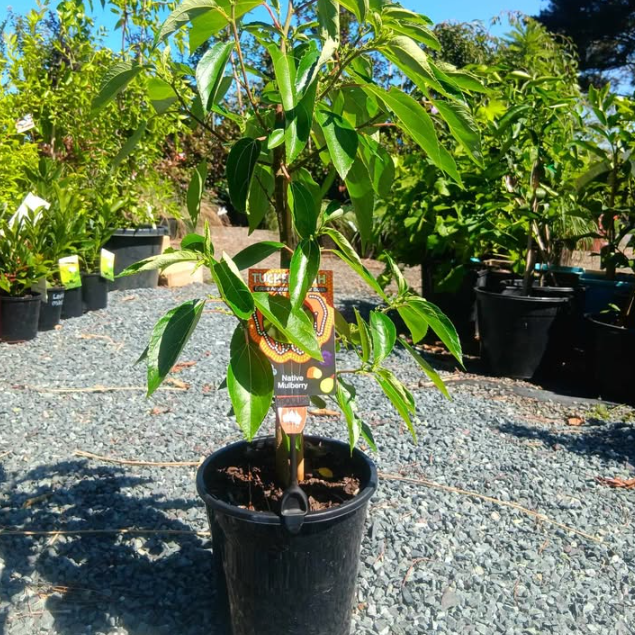 Pipturus argenteus - Native Mulberry – Mountain View Nursery