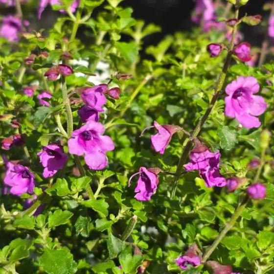 Prostanthera incisa Native Thyme – Mountain View Nursery