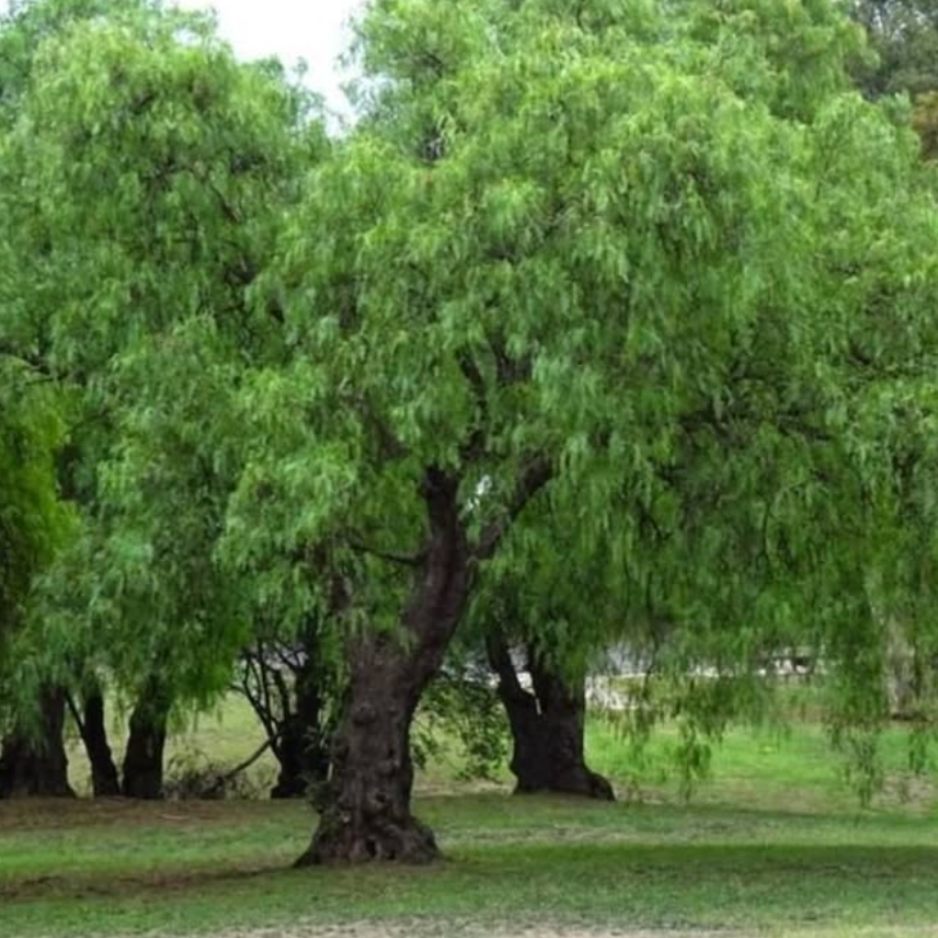Schinus areira Peppercorn Tree – Mountain View Nursery