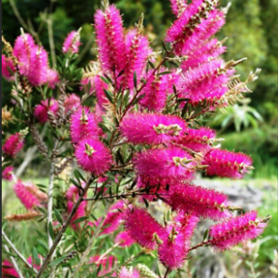 Callistemon Purple Splendour – Mountain View Nursery