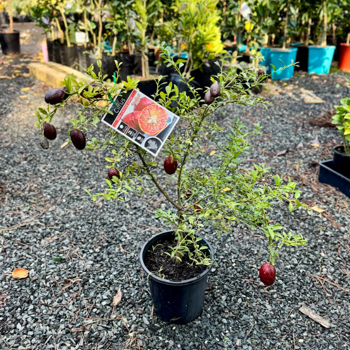 Citrus australasica Red Centre Lime /Finger Lime PBR Grafted – Mountain ...