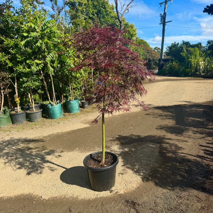 Acer palmatum dissectum Red Dragon – Mountain View Nursery