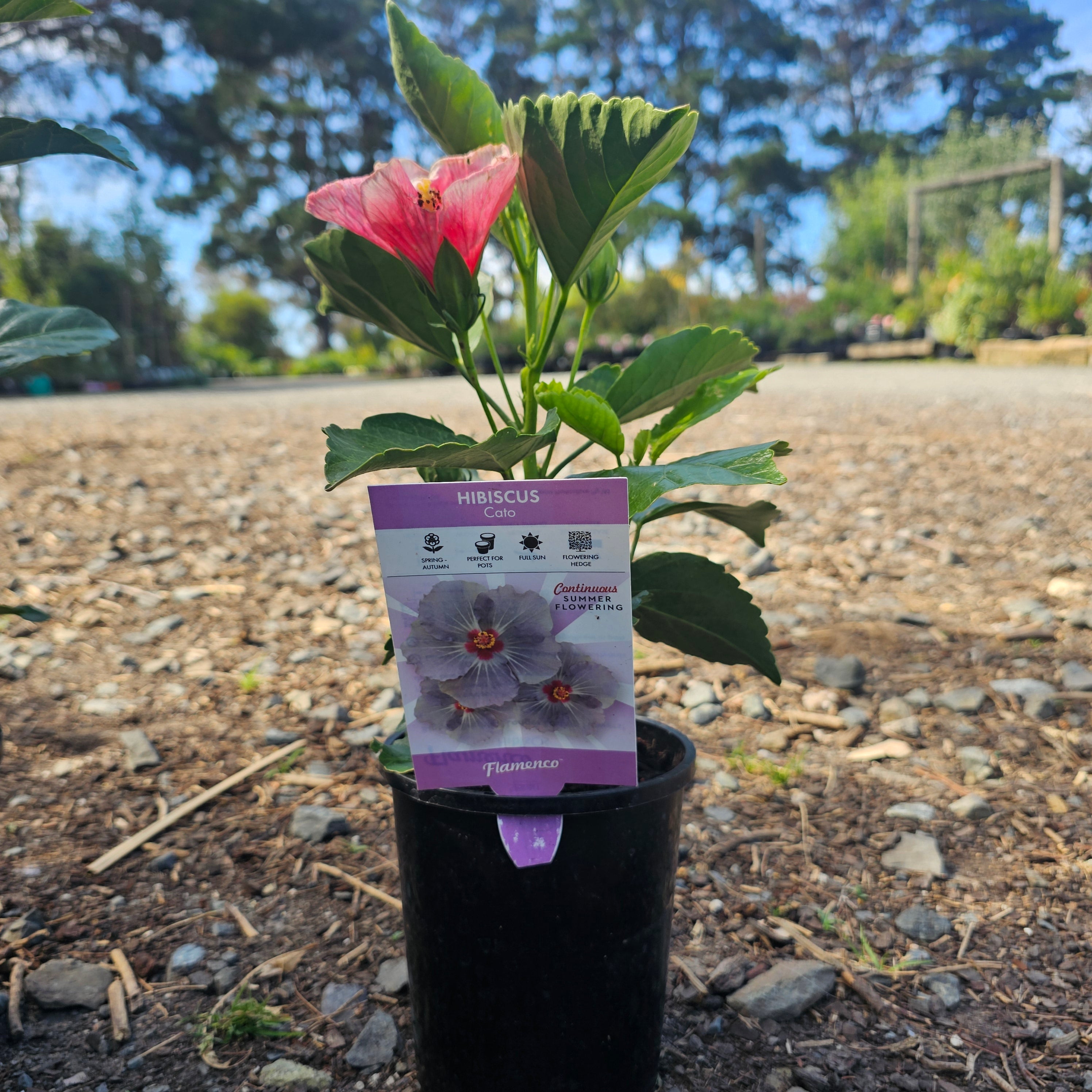 Hibiscus rosa-sinensis Flamenco Cato – Mountain View Nursery