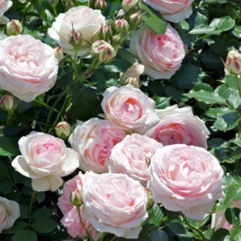 Pierre de Ronsard Climbing Rose – Mountain View Nursery