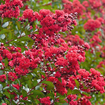 Lagerstroemia indica Ruffled Red Magic Bush Form – Mountain View Nursery