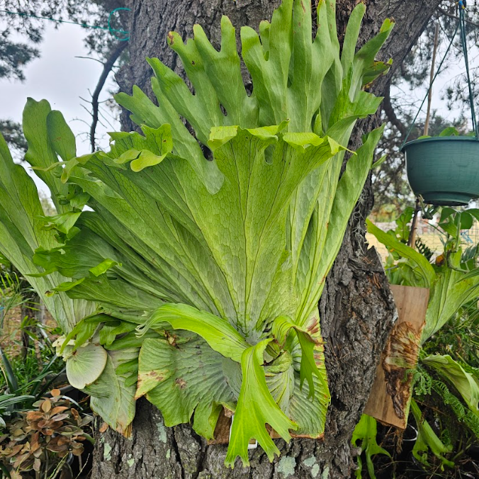 Platycerium superbum Staghorn Fern – Mountain View Nursery
