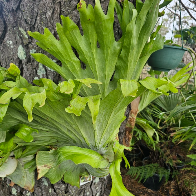 Platycerium superbum Staghorn Fern – Mountain View Nursery
