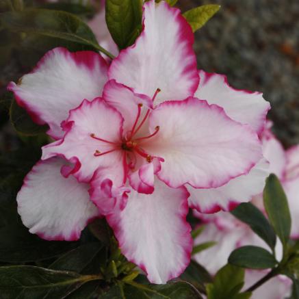 Azalea hybrida The Teacher – Mountain View Nursery